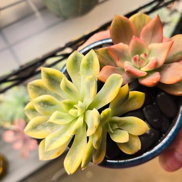 Haworthia Picta Metallic Red - Etsy