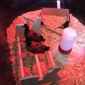 Backyard Barnyard Chicken round Bar Handmade in USA Wood Perch Ladder ...