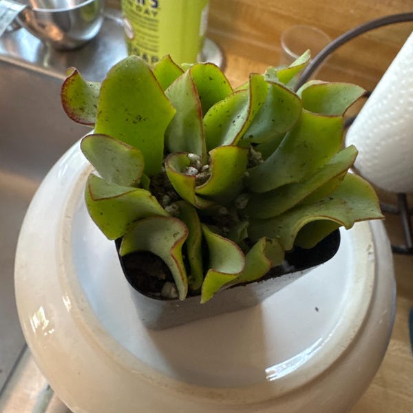 Blue Glow Agave | 3 Gallon | Live Succulent Plant | Cactus | Indoor ...