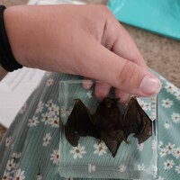 Tropical Vaporwave Frutiger Aero Y2k MOUSE PAD for Computer - Y2K ...