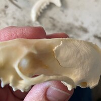 Exquisite Real Mink Skull Bone Specimen After Cleaned and Bleached - Etsy