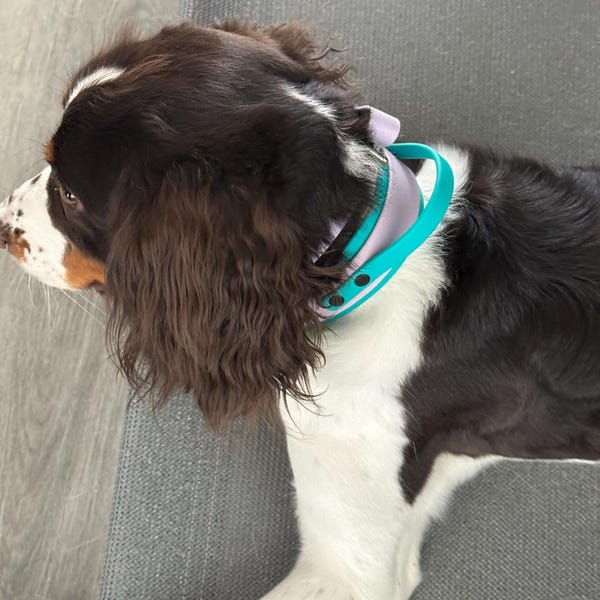The Vera Bling Biothane® Collar | Beta Biothane® Collar | Gemstone ...