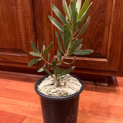 ONE Protea Empress New Variety 1gal Plant - Etsy