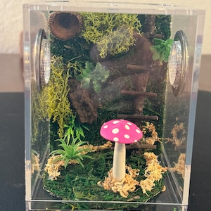 BACKLIT Magical Forest Jumping Spider Enclosure, You Choose Color ...