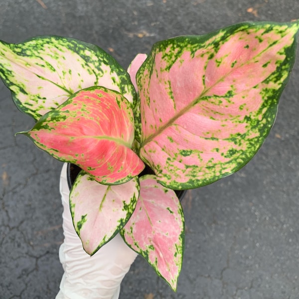 Aglaonema Tricolor Plants, Pink Chinese Evergreen Plant in a 4' Pot | 2 ...