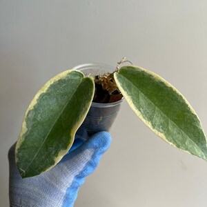 Hoya Heuschkliana New Moon Cutting - Etsy