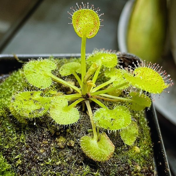 Drosera Prolifera-live Carnivorous Plant- - Etsy