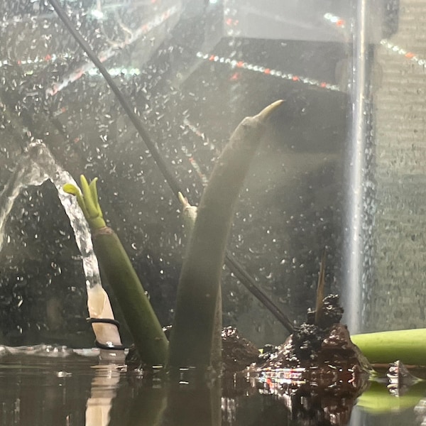 7 LIVE Red Mangrove Propagule Plants, Aquarium Plants Mangrove Trees ...