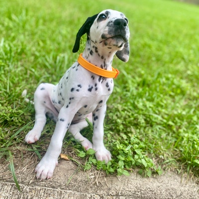 Custom Biothane Training Tab - Etsy