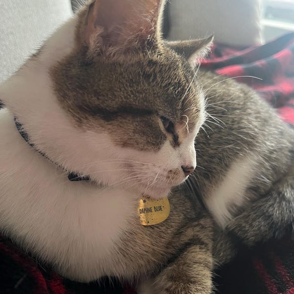 Personalized Cat Tag, Custom Cat Tag, Boho Cat Tag,star Cat Tag, Cat ...