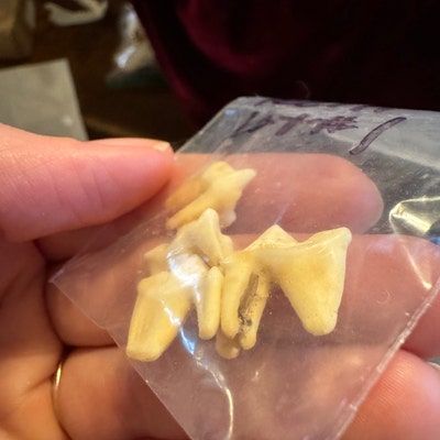 Deer Hoof Toe Bone for 6 Looks Like Arrowhead Natural Organic From Mn ...