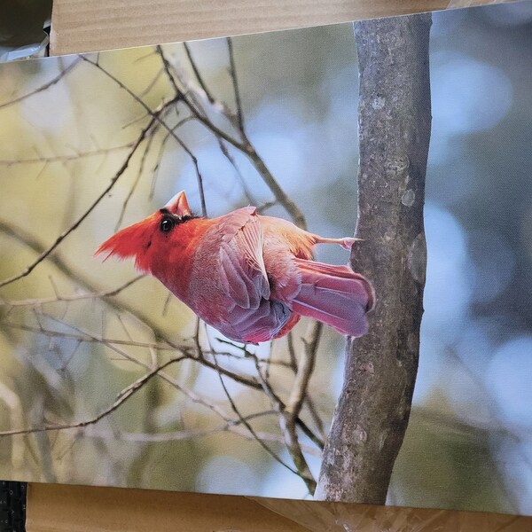 Northern Cardinal Framed Canvas, Cardinal Art, Cardinal Canvas, Gallery ...