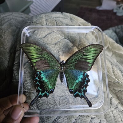 Real Spider Insect Specimen, Spider Specimen With Frame, Gem Spider ...