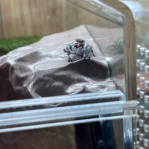 Flexi Magnetic Jumping Spider Bridge *built in Magnet* - Etsy