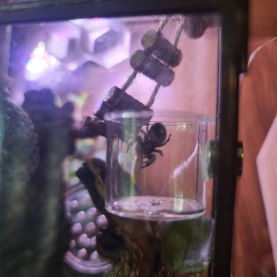 JC Decorated Hexagon Enclosures - Etsy