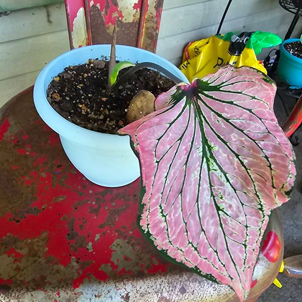Pink Princess Symphony Caladium Live Bulb, Starter Plant for Spring ...