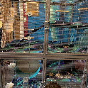 Crazy Critter 11 Pc Kiln Dried Pine Chinchilla//rat//degu//squirrel ...