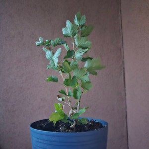 Canyon Gooseberry Ribes Menziesii Plant - Etsy