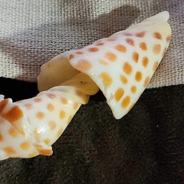 Shark Eye Shell Mermaid Necklace. Seashell Necklace. Shell Jewelry ...