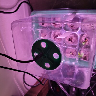 RARE Ghost Blue ROSE Flower Tree Bush 310 20 or 30 Seeds - Etsy