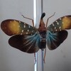 Colourful Lanternfly pyrops Gunjii Cicada Glass Bell Cloche Dome ...