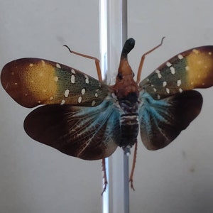 Colourful Lanternfly pyrops Gunjii Cicada Glass Bell Cloche Dome ...