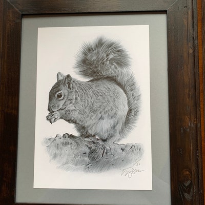 Grey Squirrel Artwork Pencil Drawing Print British Wildlife Art Artwork ...