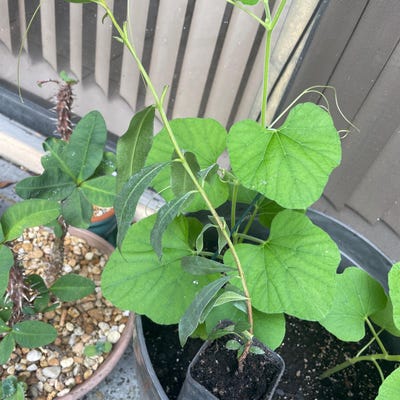 CALOTROPIS GIGANTEA Giant / Madar/ Milkweed Tree Plant Butterfly Garden ...