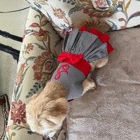 University of Alabama Dog Dress - Etsy UK