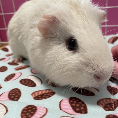 Large Fleece Coffin Bed, Drac Inspired Design, Halloween Pet Bed, Cat ...