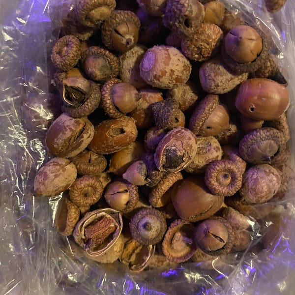TINY Acorns Small Real Acorns Natural Acorns Rustic Decor Thanksgiving ...