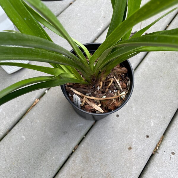 Rlc. Sung Ya Green 'mailman' 2.5 Pot - Etsy