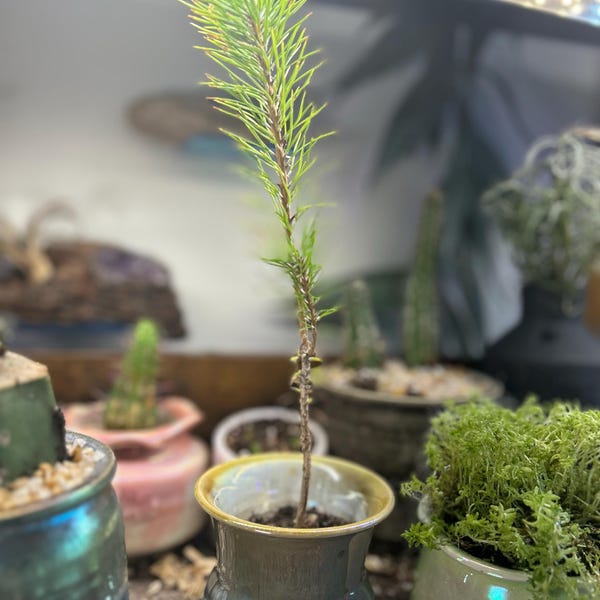 Starter Podocarpus Macrophyllus Maki Tree Outdoor Plant Landscape Live ...