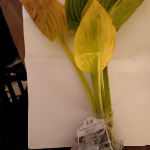 Viburnum Burkwoodii 'mohawk' Burkwood Viburnum Live Plant 4 Pot Size - Etsy