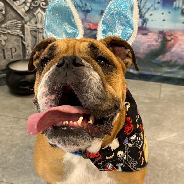 Pink Plaid With Ruffles Dog Bandana, Pretty Pink Pet Bandana, Plaid ...