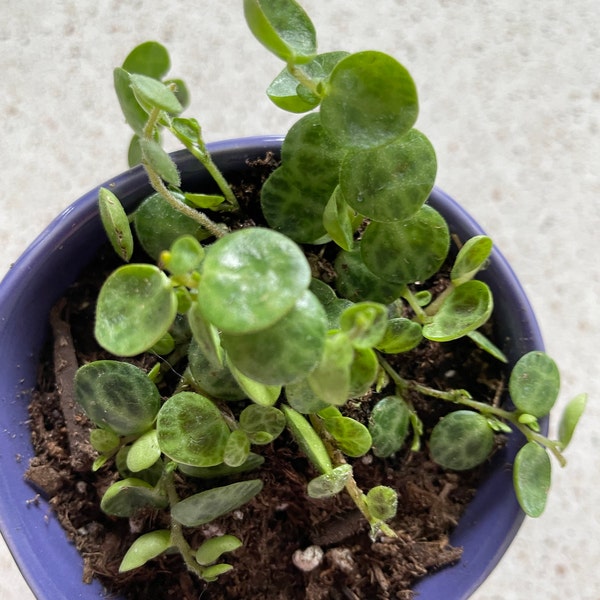 String of Turtles, Peperomia Prostrata, Turtle Vine, Trailing House ...