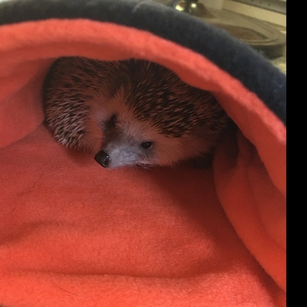 Regular Stay Open Snuggle Sack/snuggle Pouch/sleeping Bag for Hedgehog ...