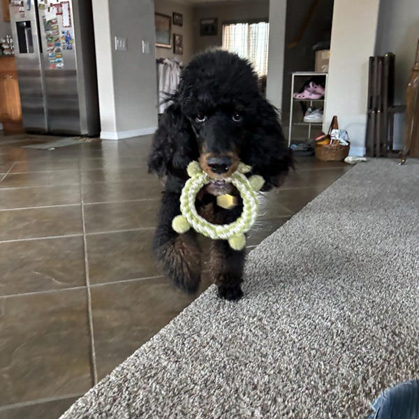 Flamingo Rope Dog Toy， Toys for Small and Meddle Dogs，eco-friendly Toys ...