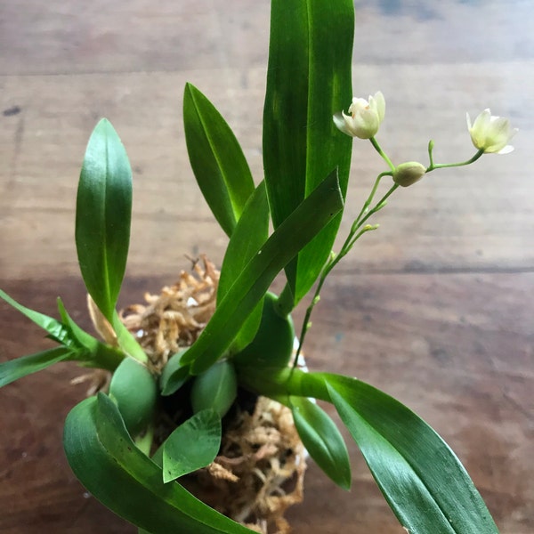 Orchid Insanity --onc. Twinkle 'fragrant Fantasy' -- Fragrant Blooms ...