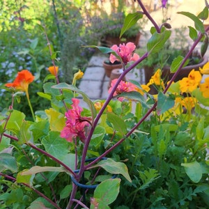 40 Orach/atriplex Copper Plume Seeds - Etsy