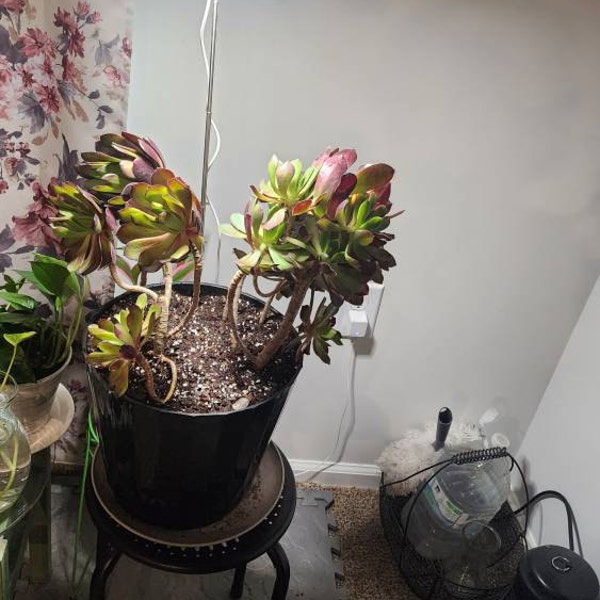 California Sunset, Sedum Sunset, Hardy Succulents - Etsy