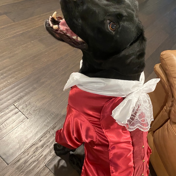 Dog Costume, Dog Thomas Jefferson Costume, Thomas Jefferson, Dog ...
