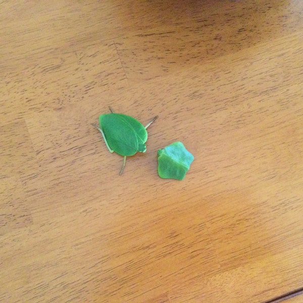 Plastic Pill Bug Roly Poly Insect Potato Bug Isopod Figure W/moving ...