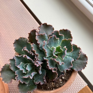 2, 4, 6 Pot of Echeveria Blue Curls Rare Succulent Plant Shipped Bare Roots - Etsy