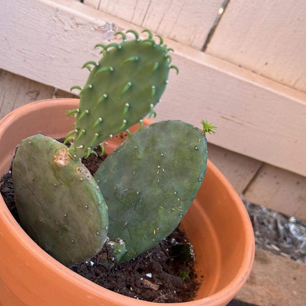 3 Small PADS! Spineless Thornless Edible Nopales Prickly Pear Cactus ...