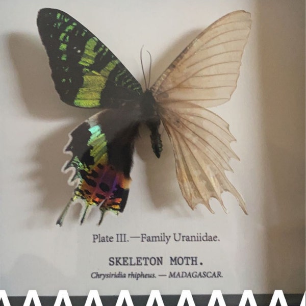Real Framed Moth Skeleton Sunset Moth Display Insect Taxidermy - Etsy