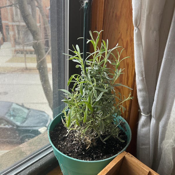 FOSTER 4-pack LIVE 4 Inch Kalanchoe, Blooming Houseplant, Gardening ...