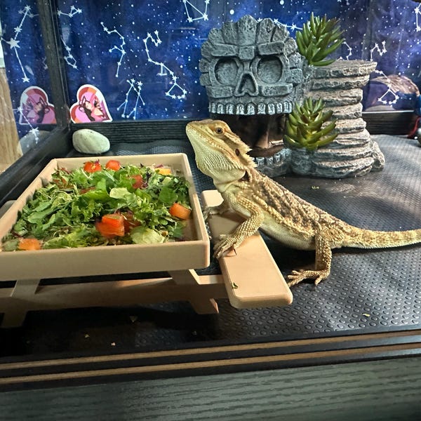 Bearded Dragon Sahara Bundle | Lounge Chair, Picnic Table Greens Dish ...