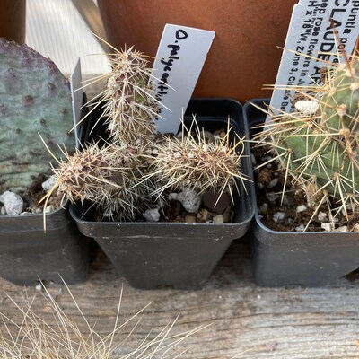 Opuntia Polyacantha X Cymochila 'peter Pan' COLD HARDY CACTUS - Etsy