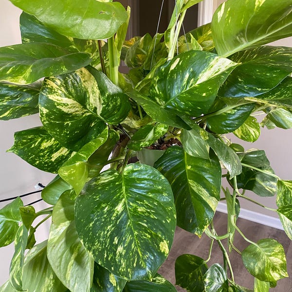 The 8" Pot - 2 Ft Tall Giant Hawaiian Pothos Plant, Get Them Just Like ...